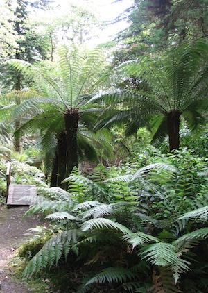 derreen gardens